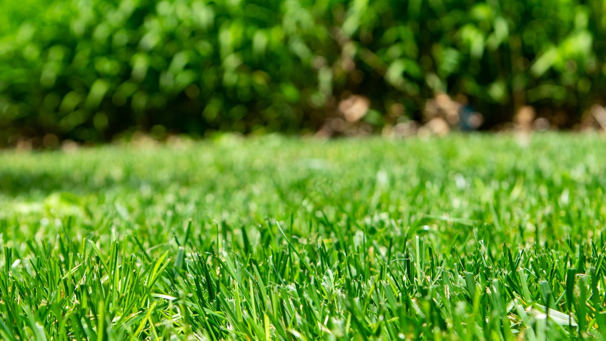 Planting grass in spring store